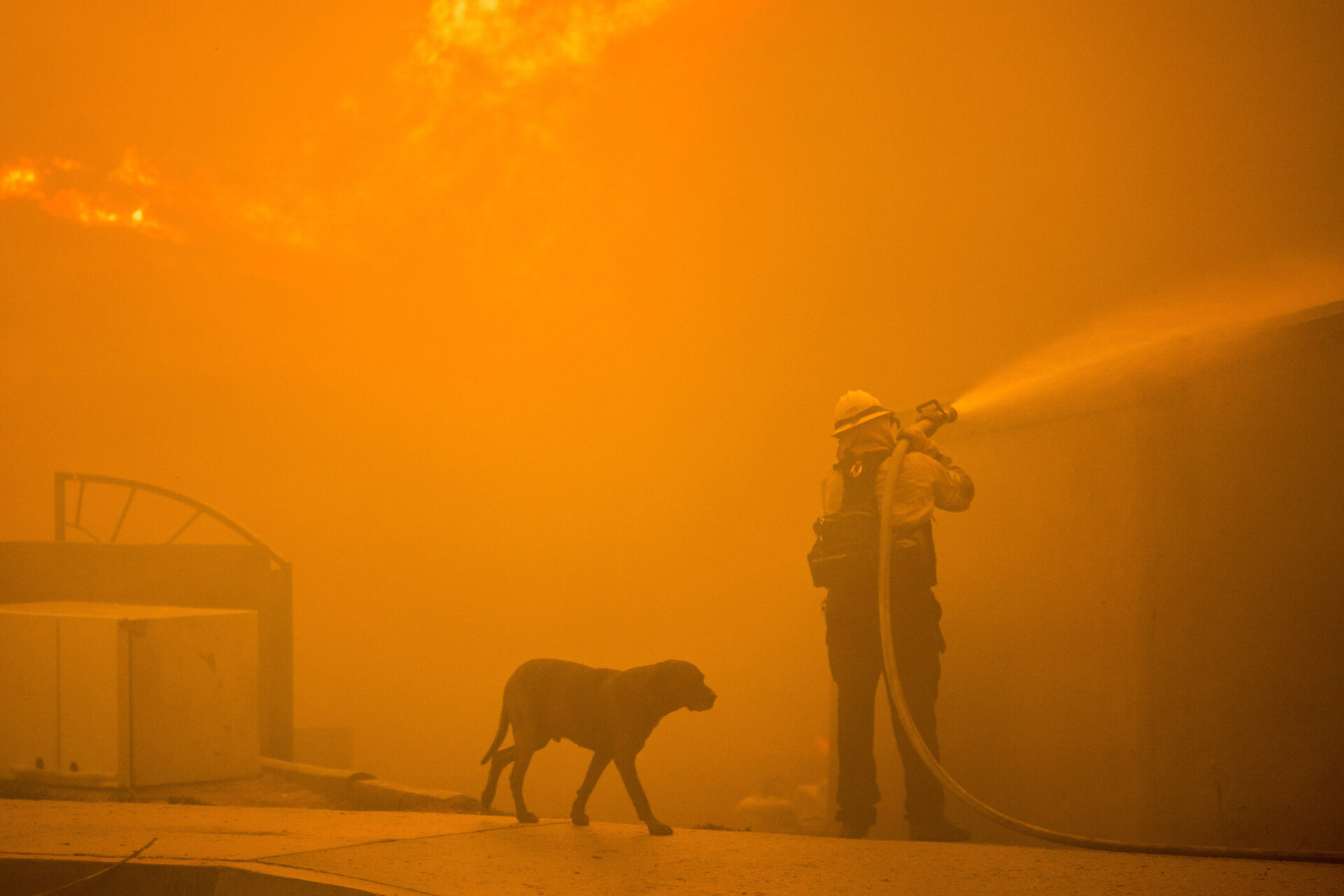 Animals in California need your help - NHSPCA