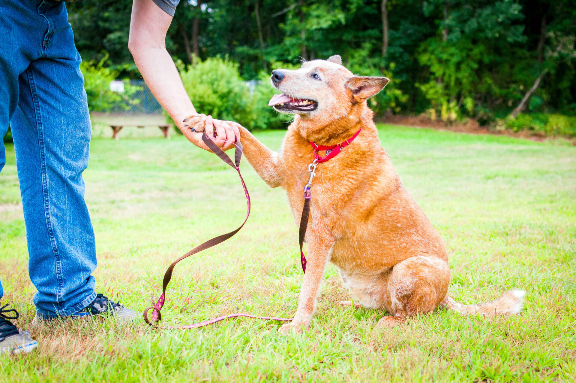 Monthly Giving - NHSPCA
