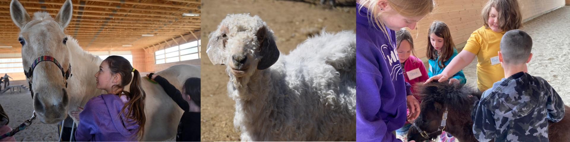 Farm Camp - NHSPCA