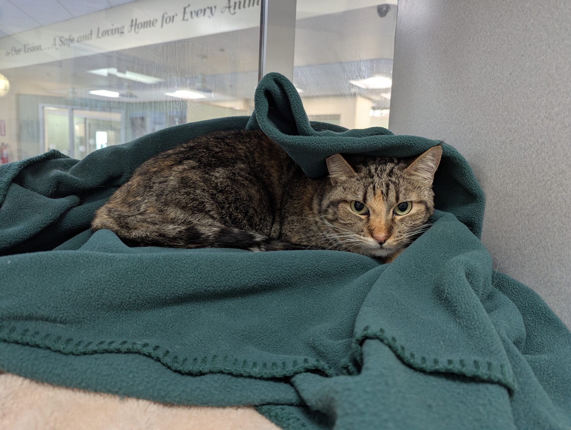 Pet of the Week: Haley - NHSPCA