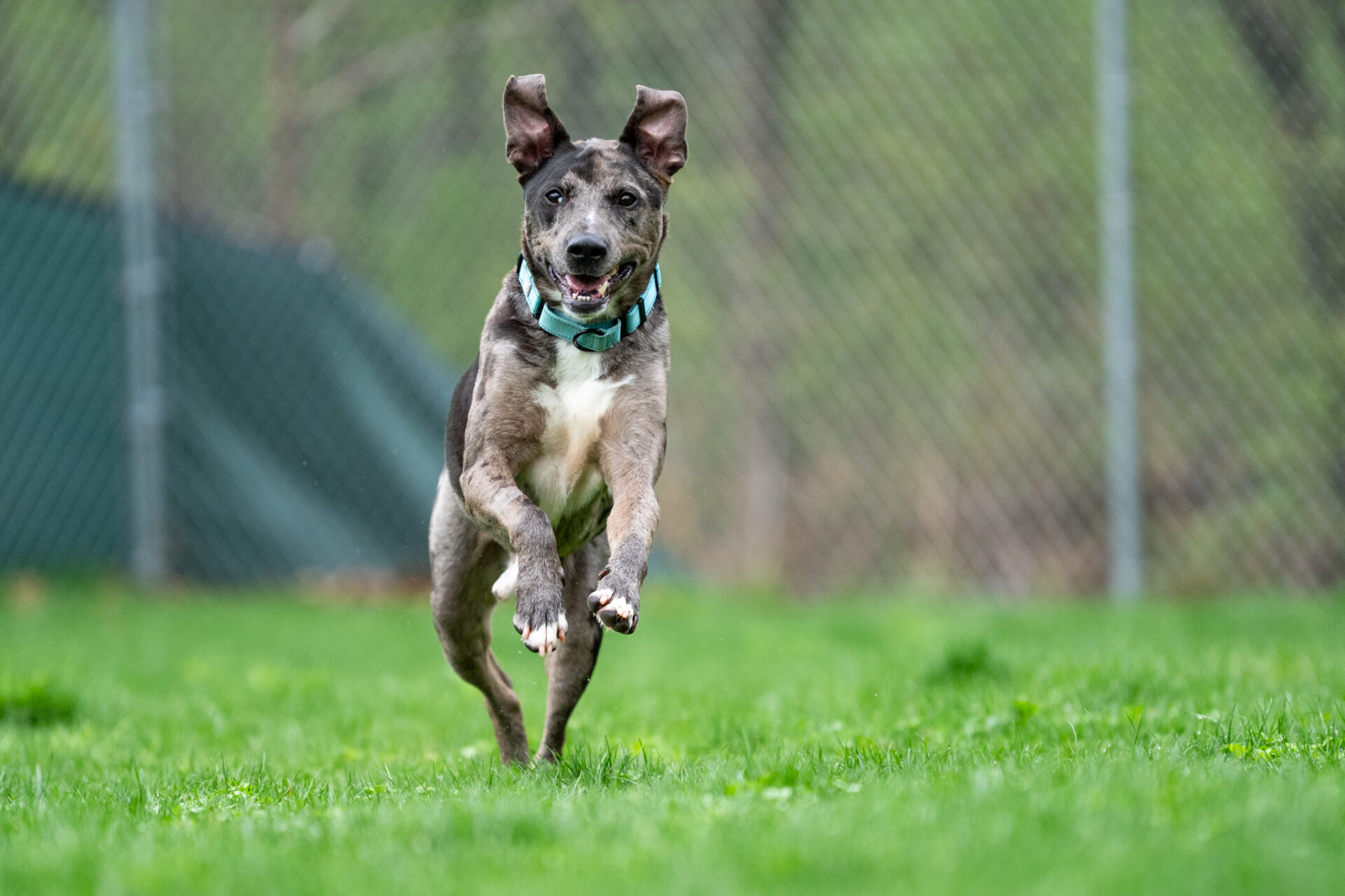 Could you be Broly's best friend? - NHSPCA