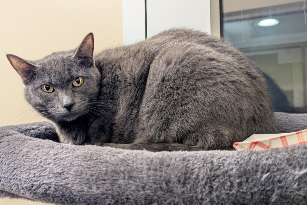 Meet Chartreuse; a quiet cat with a story that spans nearly 5,000 miles ...