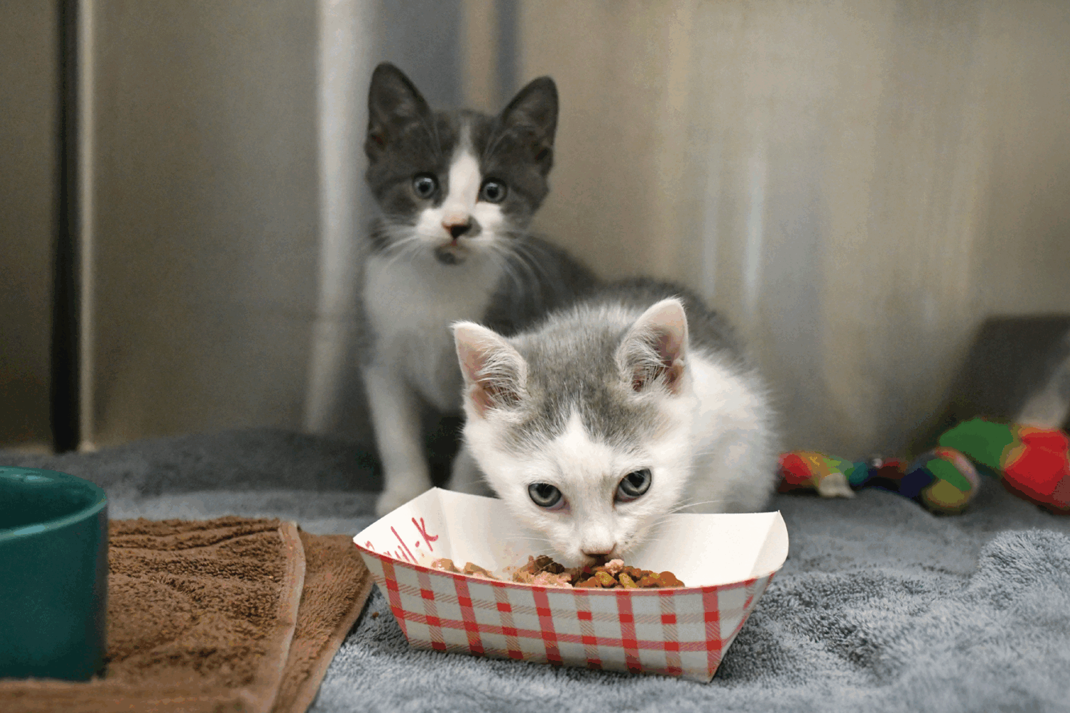 Help us keep bowls and bellies full - NHSPCA