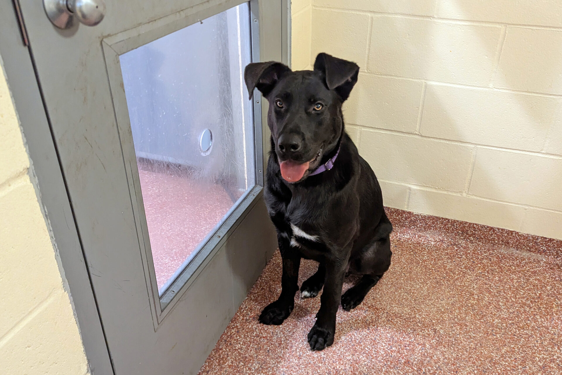 Pet of the Week: Kuzco - NHSPCA