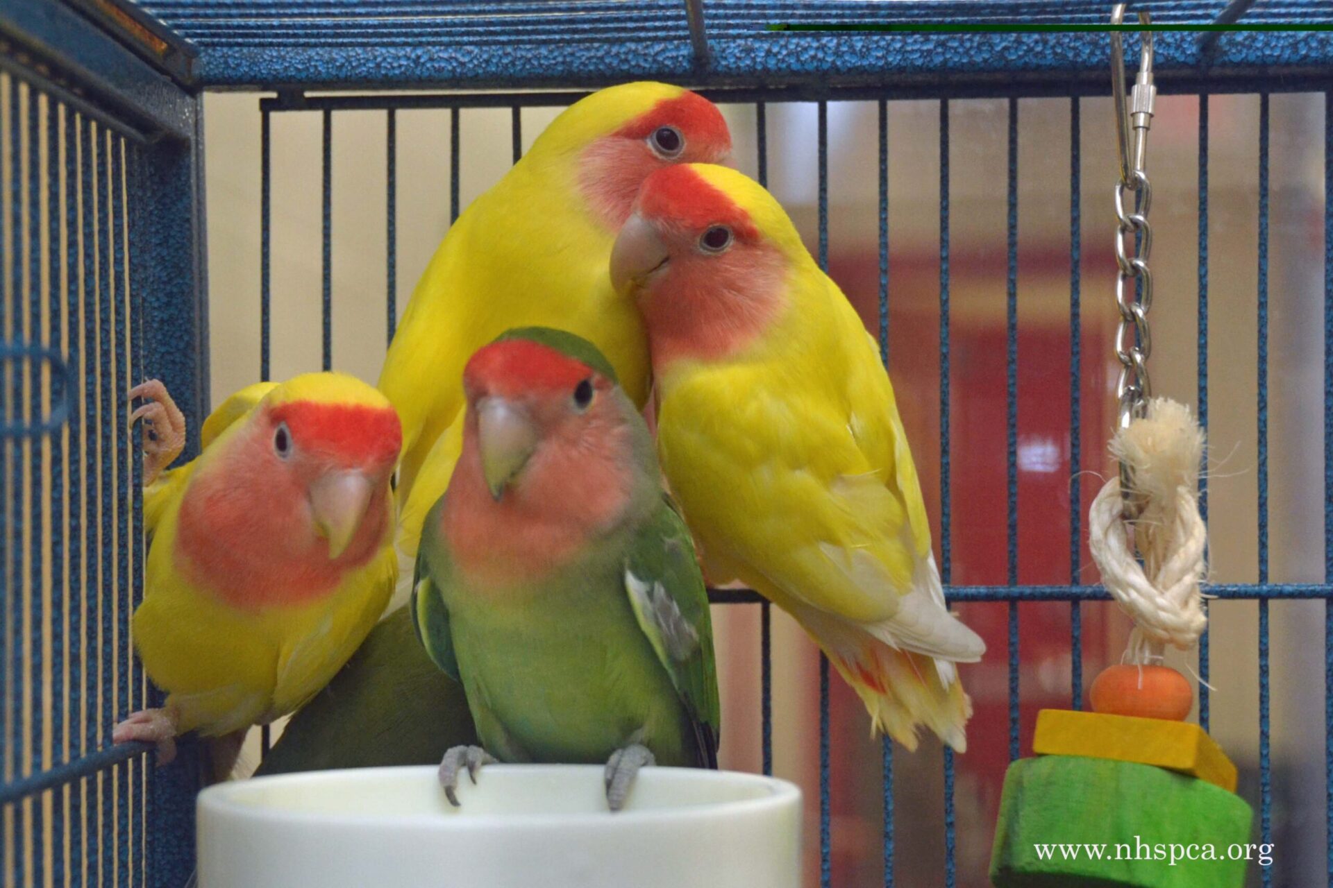 Things to Consider Before Adopting a Bird - NHSPCA