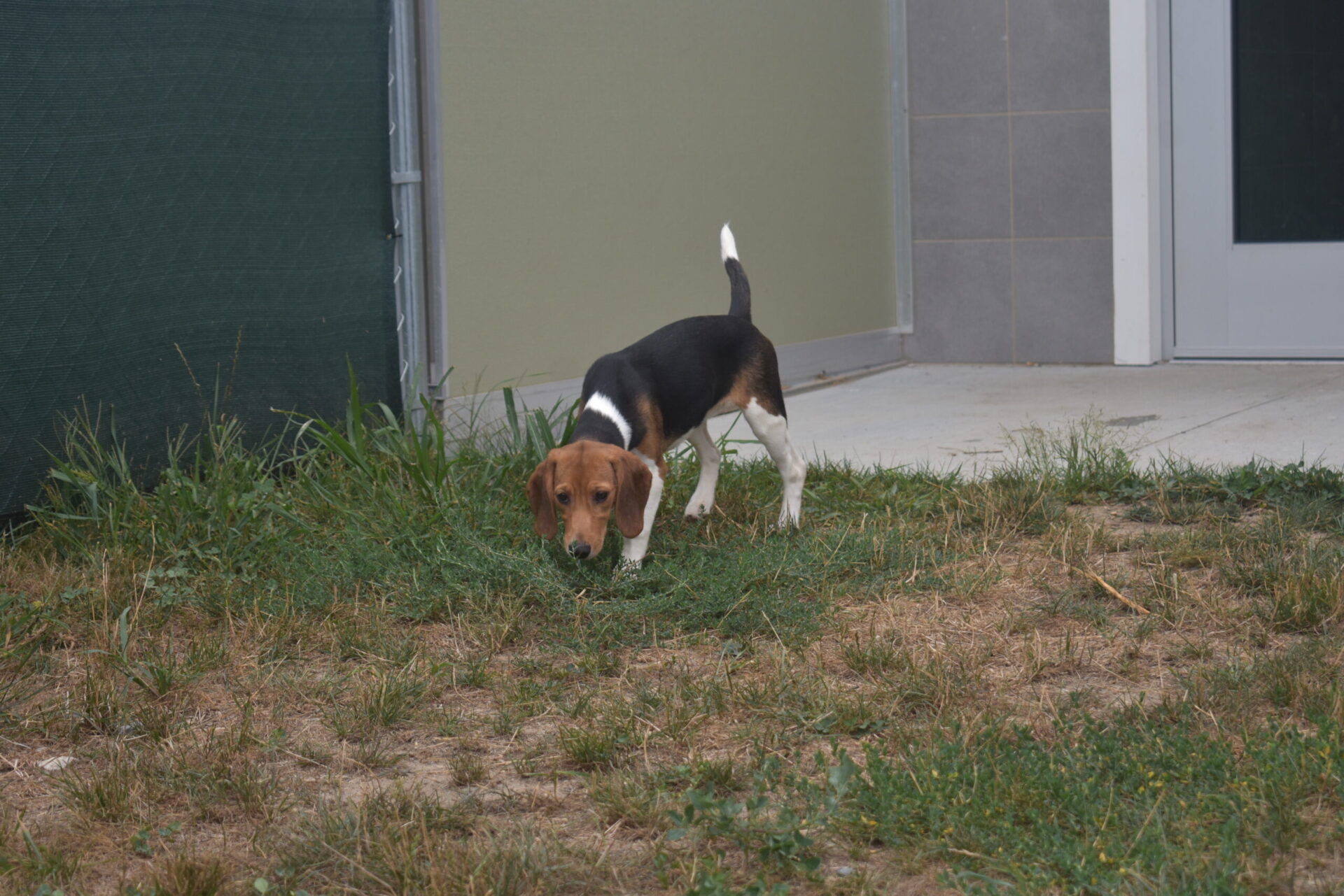 B3 - NHSPCA