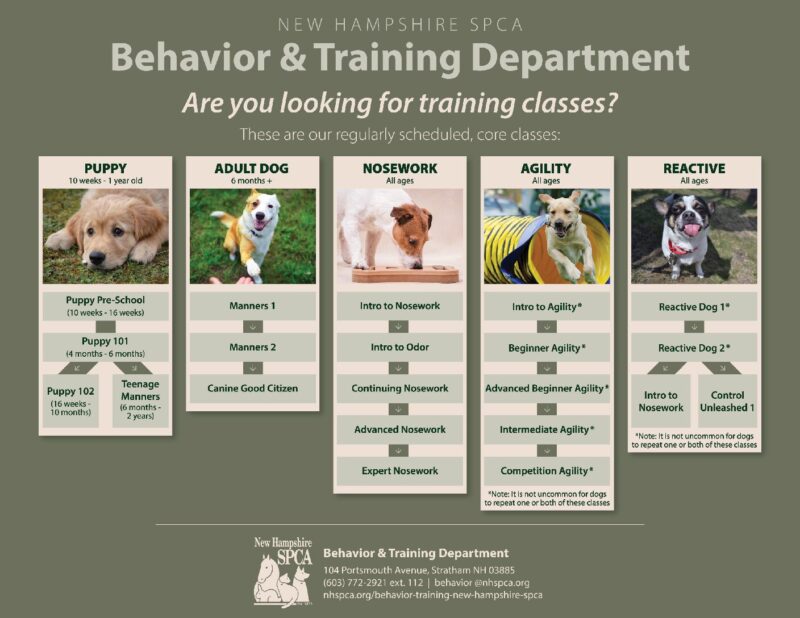 B+TFlowChart_8.5x11_2024 - NHSPCA