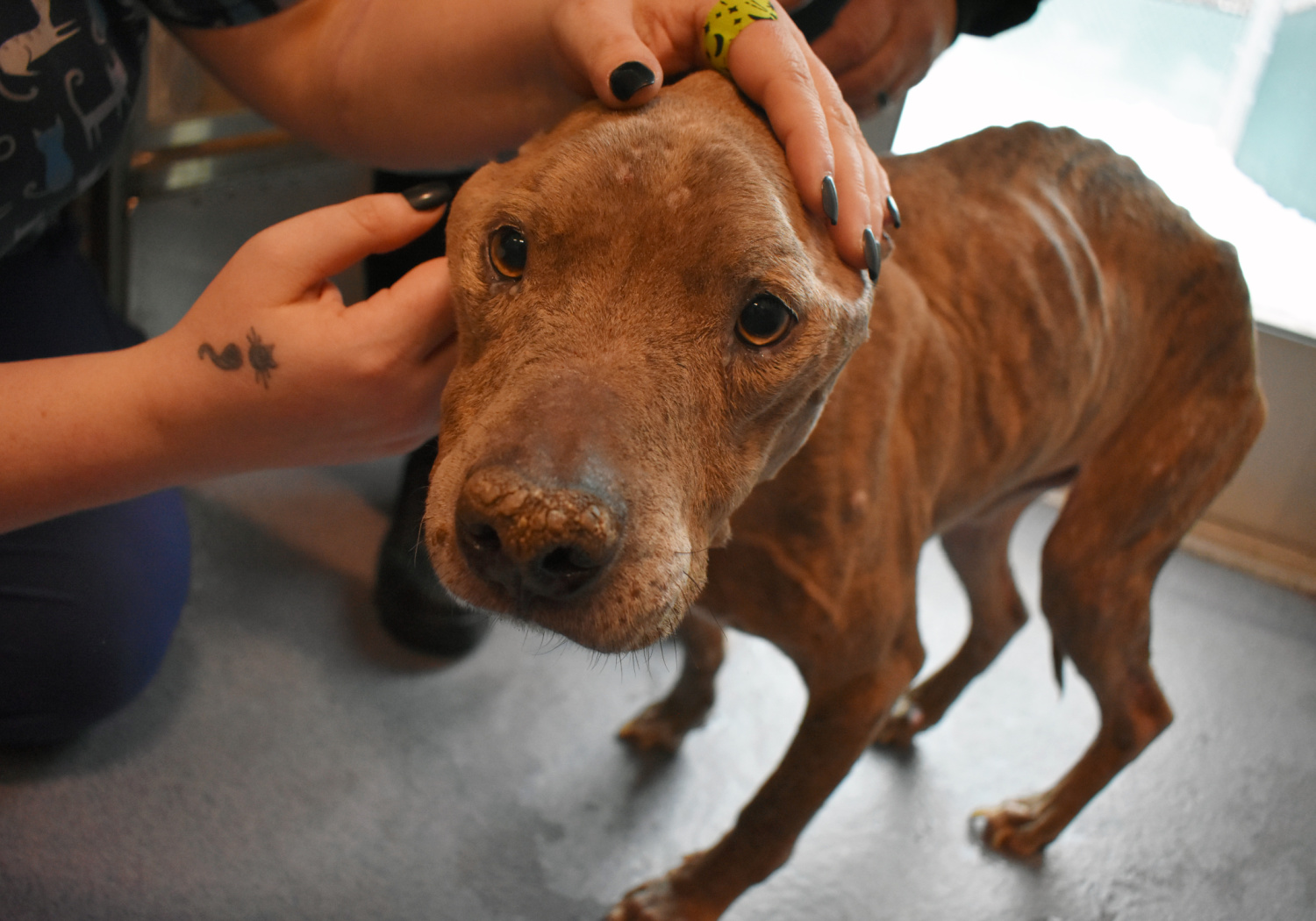 Barrington Dog CU - NHSPCA