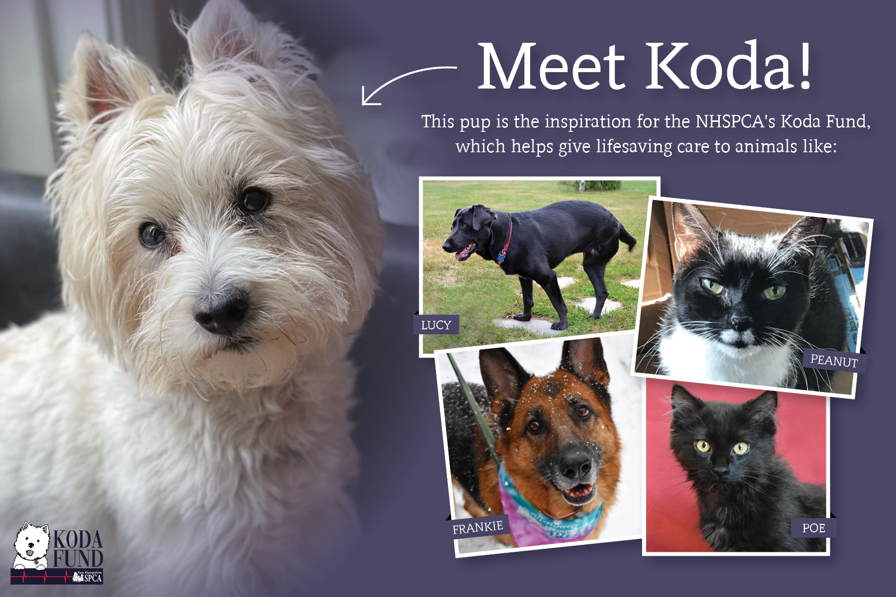 Meet Koda, The Dog Who Saves Lives - NHSPCA