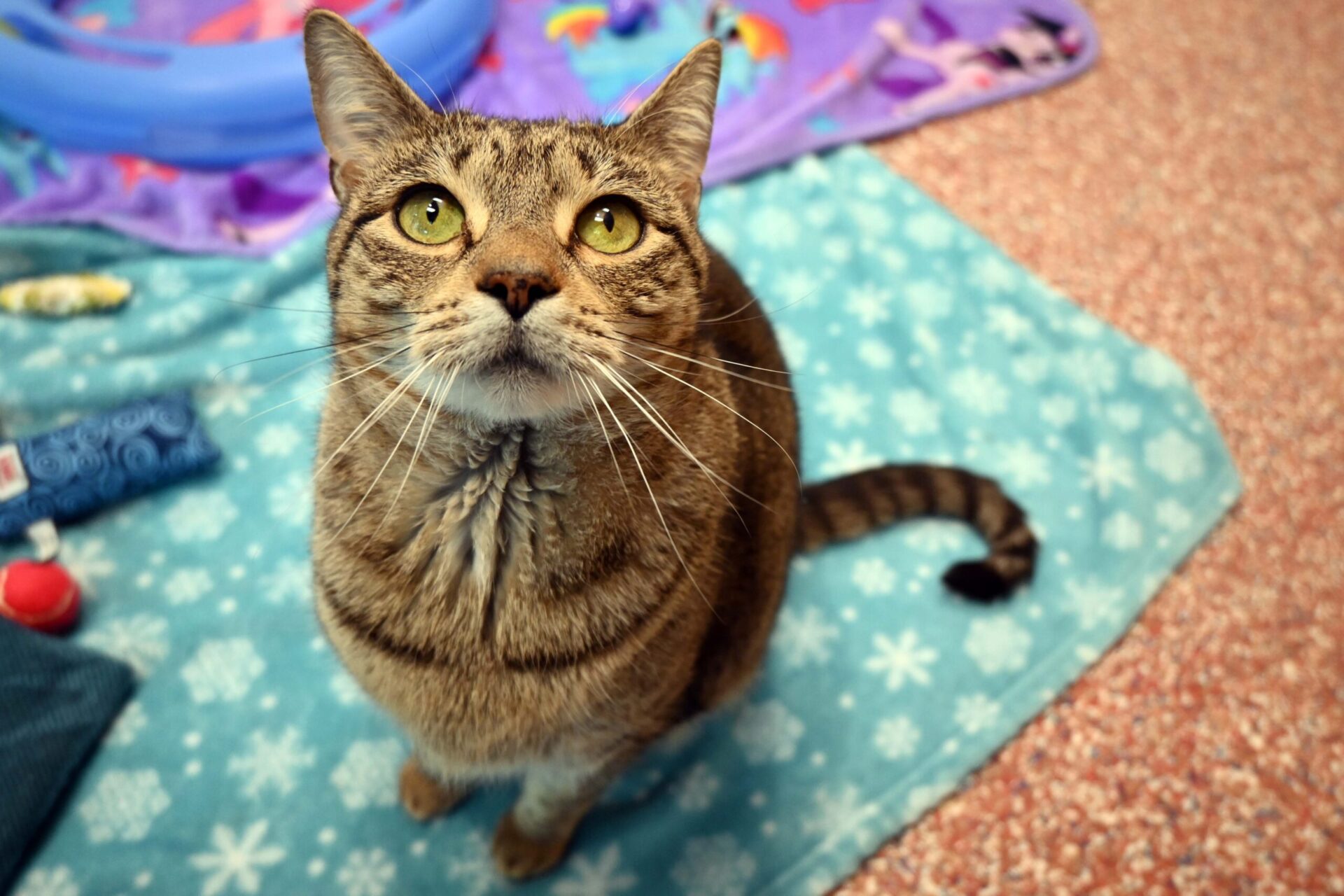 Pet of the Week: April - NHSPCA