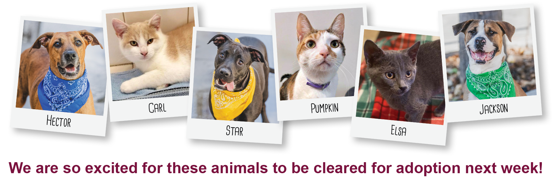45 transport animals preparing to find families in New England - NHSPCA