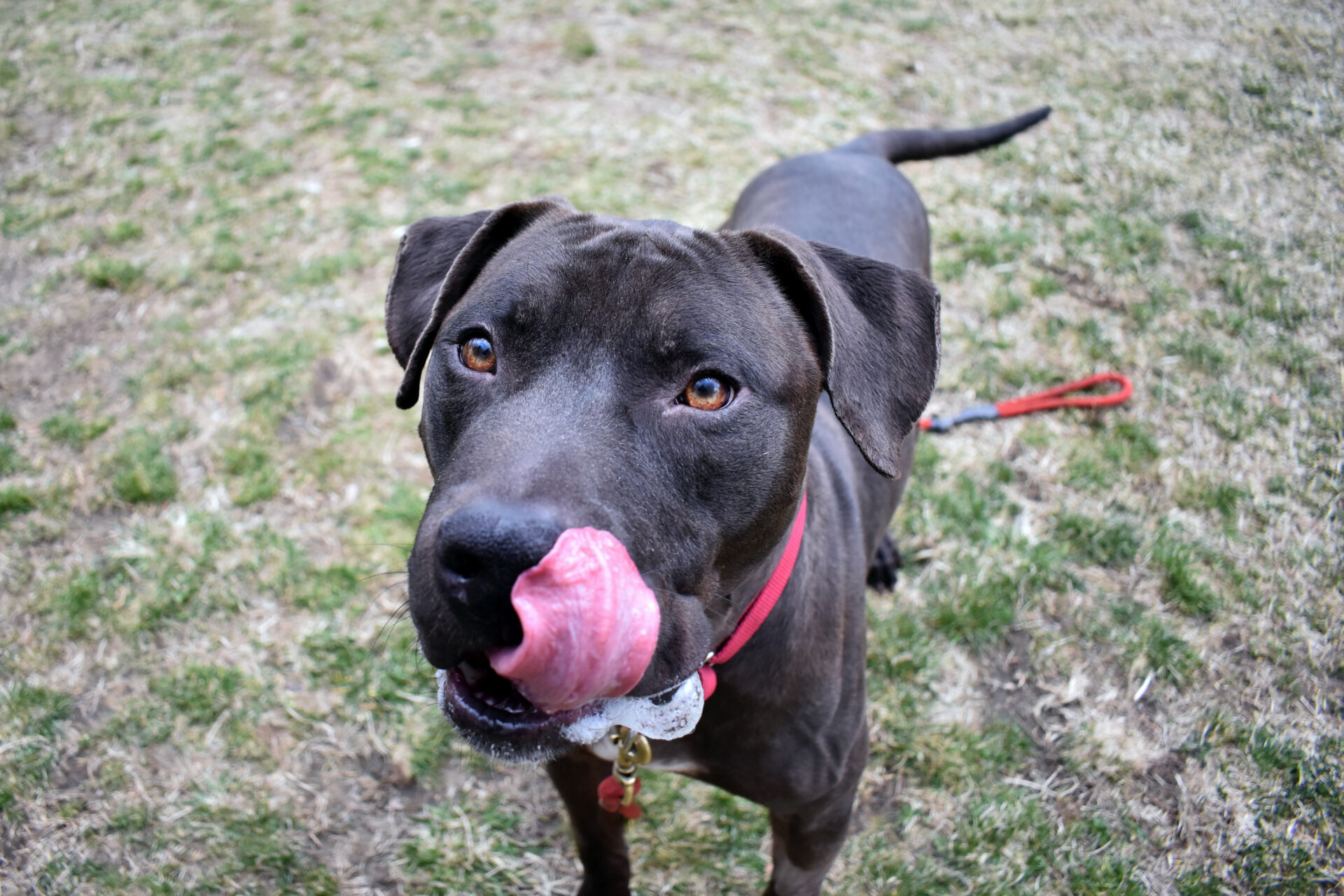 Pet of the Week: Filmore - NHSPCA