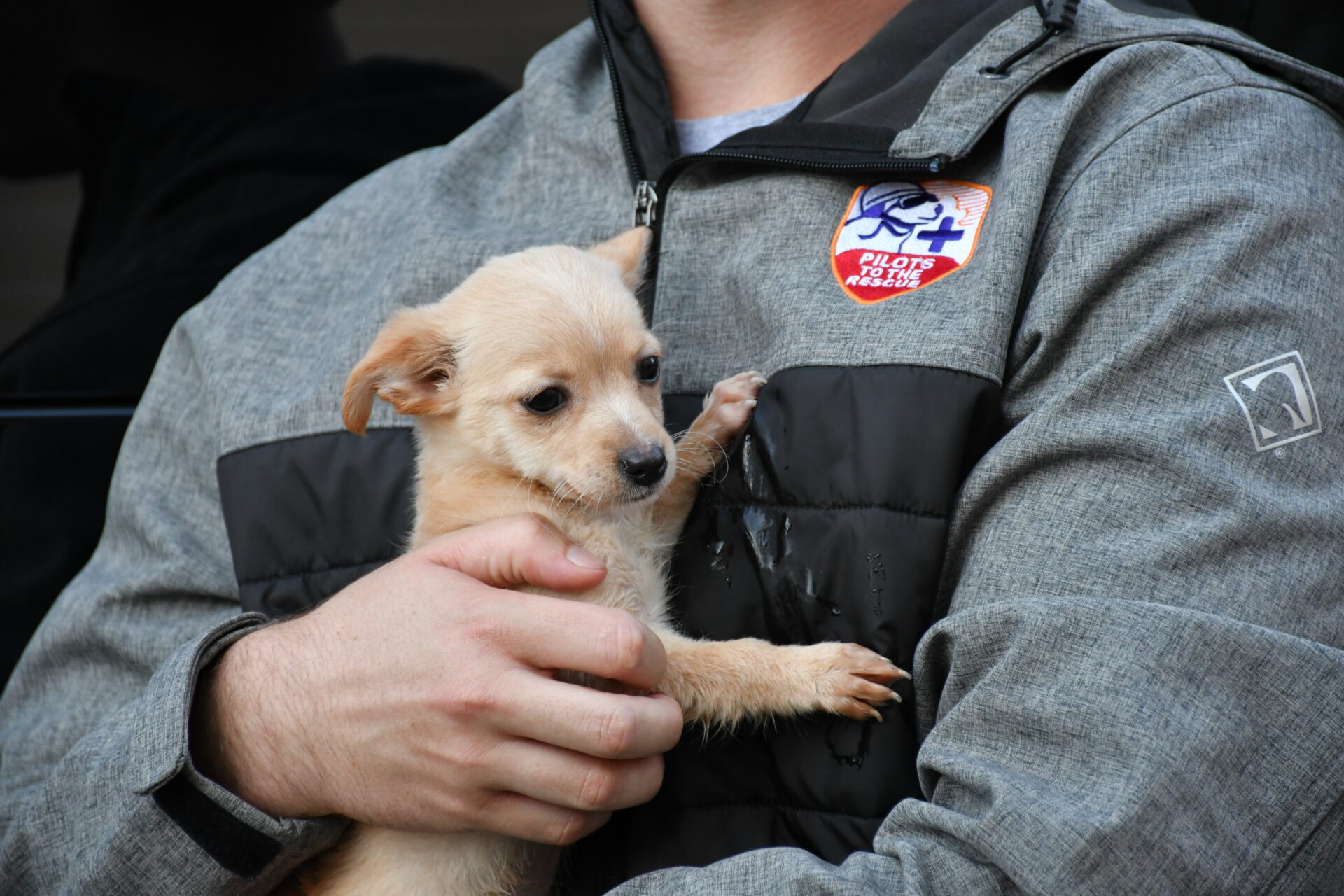 Providing hurricane relief - NHSPCA
