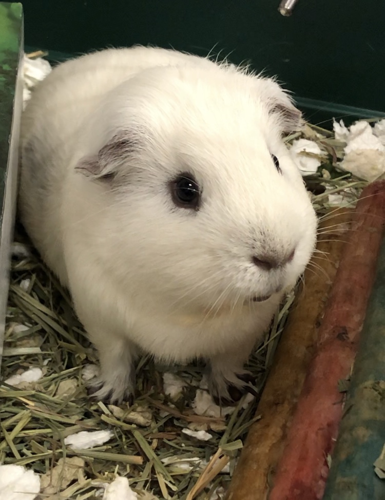 A Child's First Pet - NHSPCA