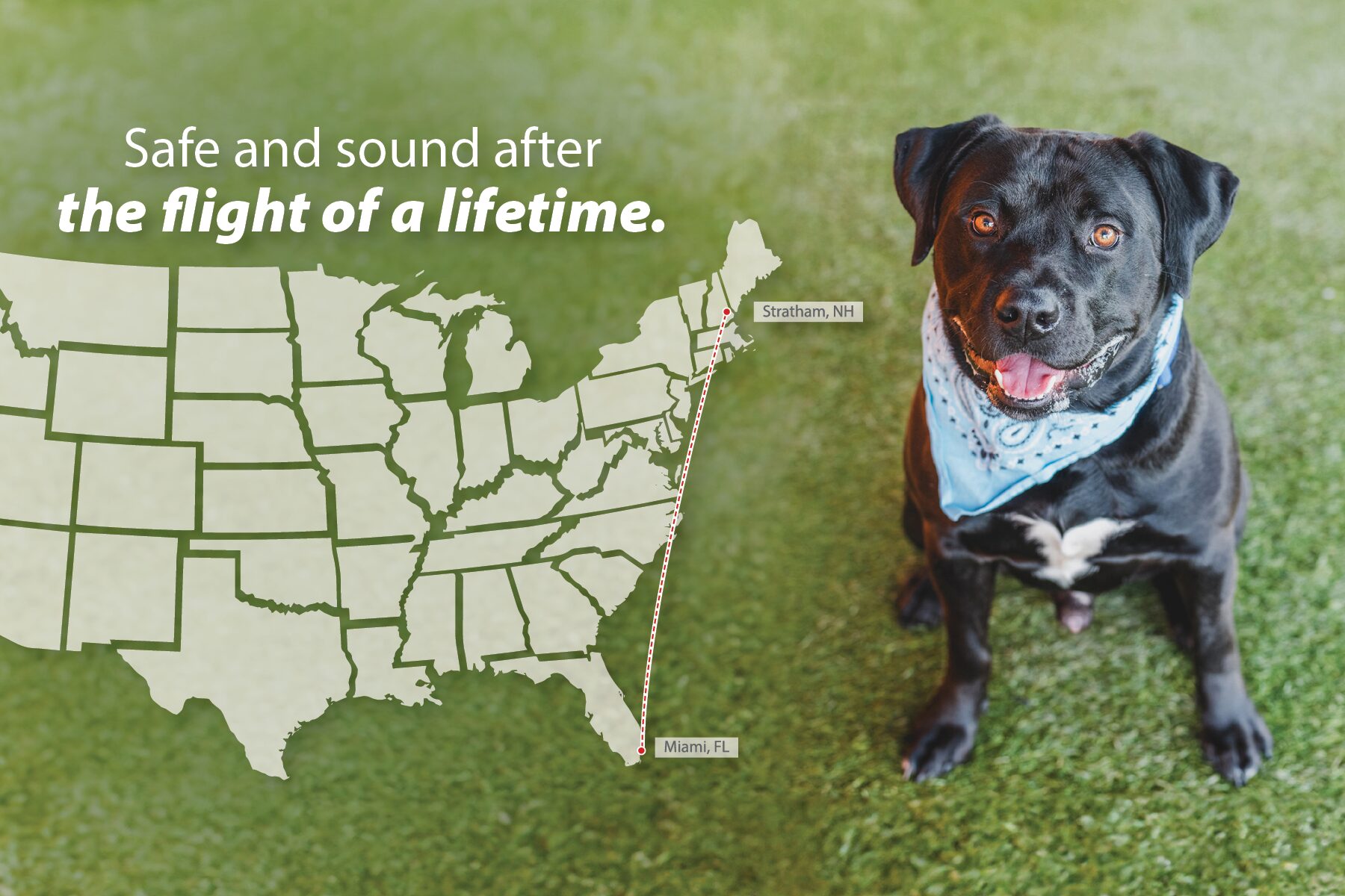 45 transport animals preparing to find families in New England - NHSPCA