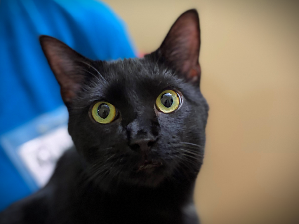 Pet of the Week: Monkey - NHSPCA