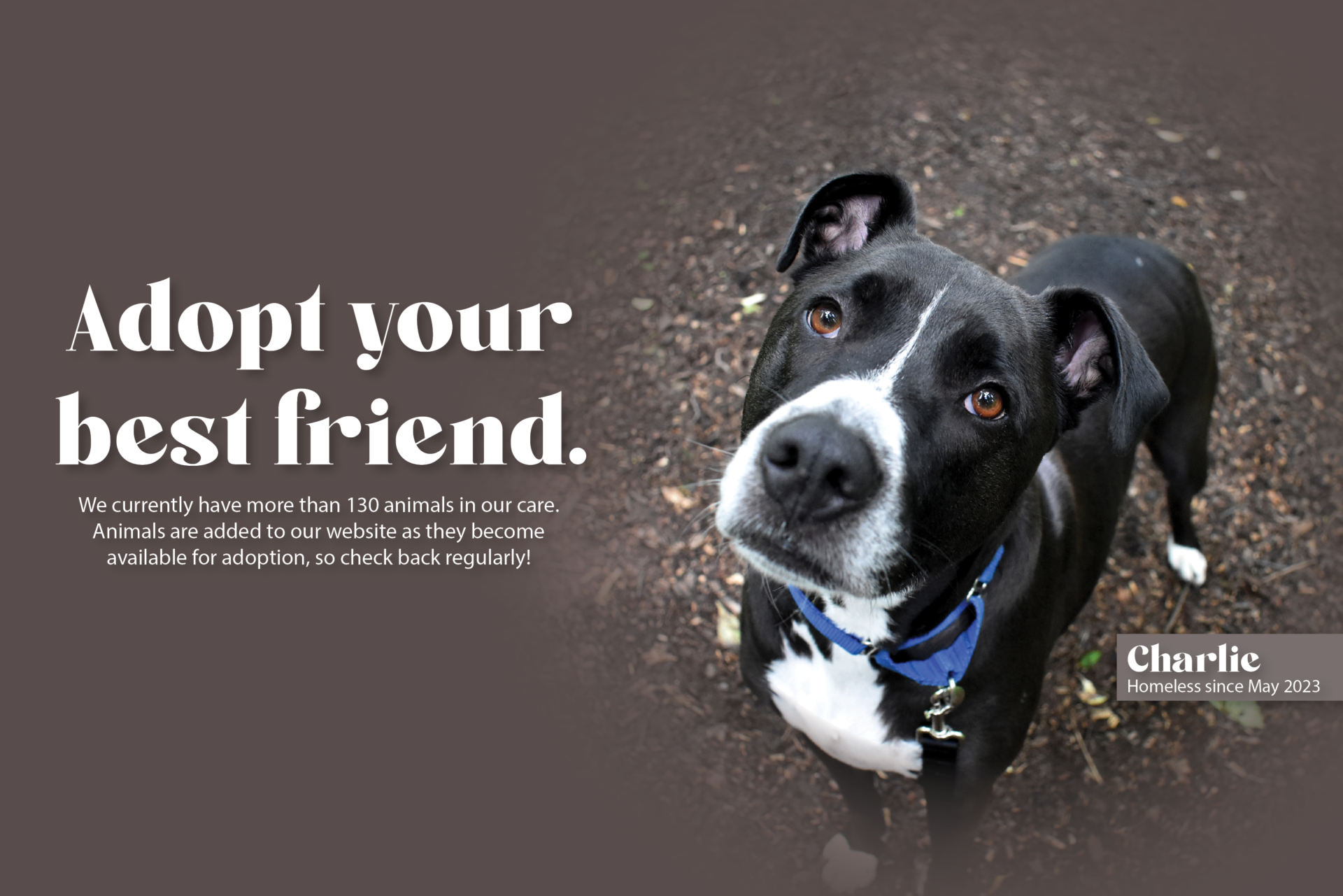 MultiplePetsHomepageBanner - NHSPCA