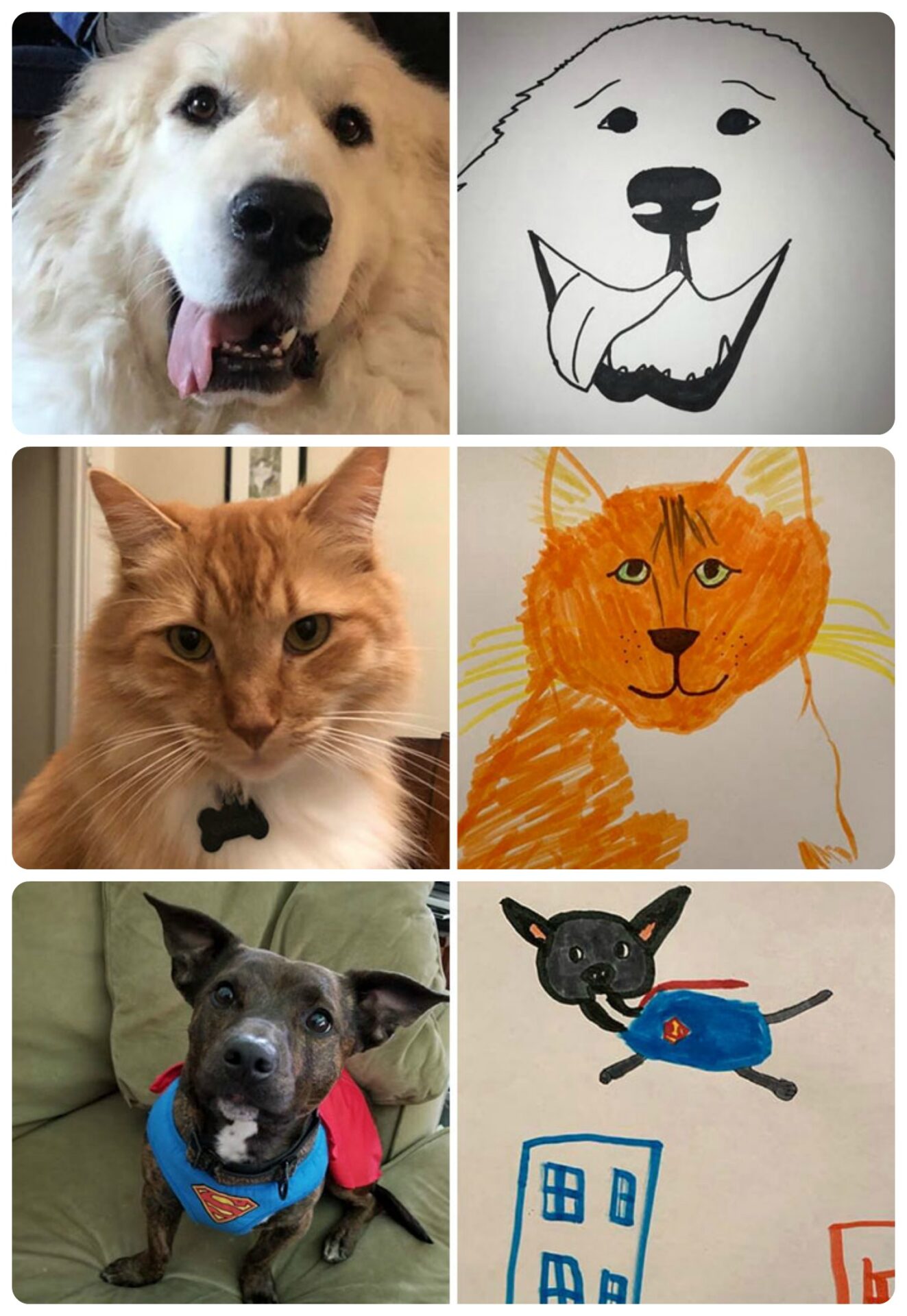 PicMonkey Collage (1) - NHSPCA