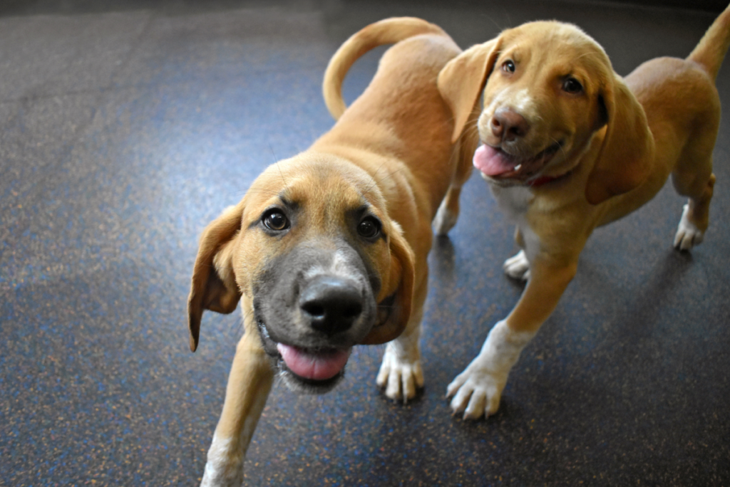Dog and Puppy Playgroups | New Hampshire SPCA