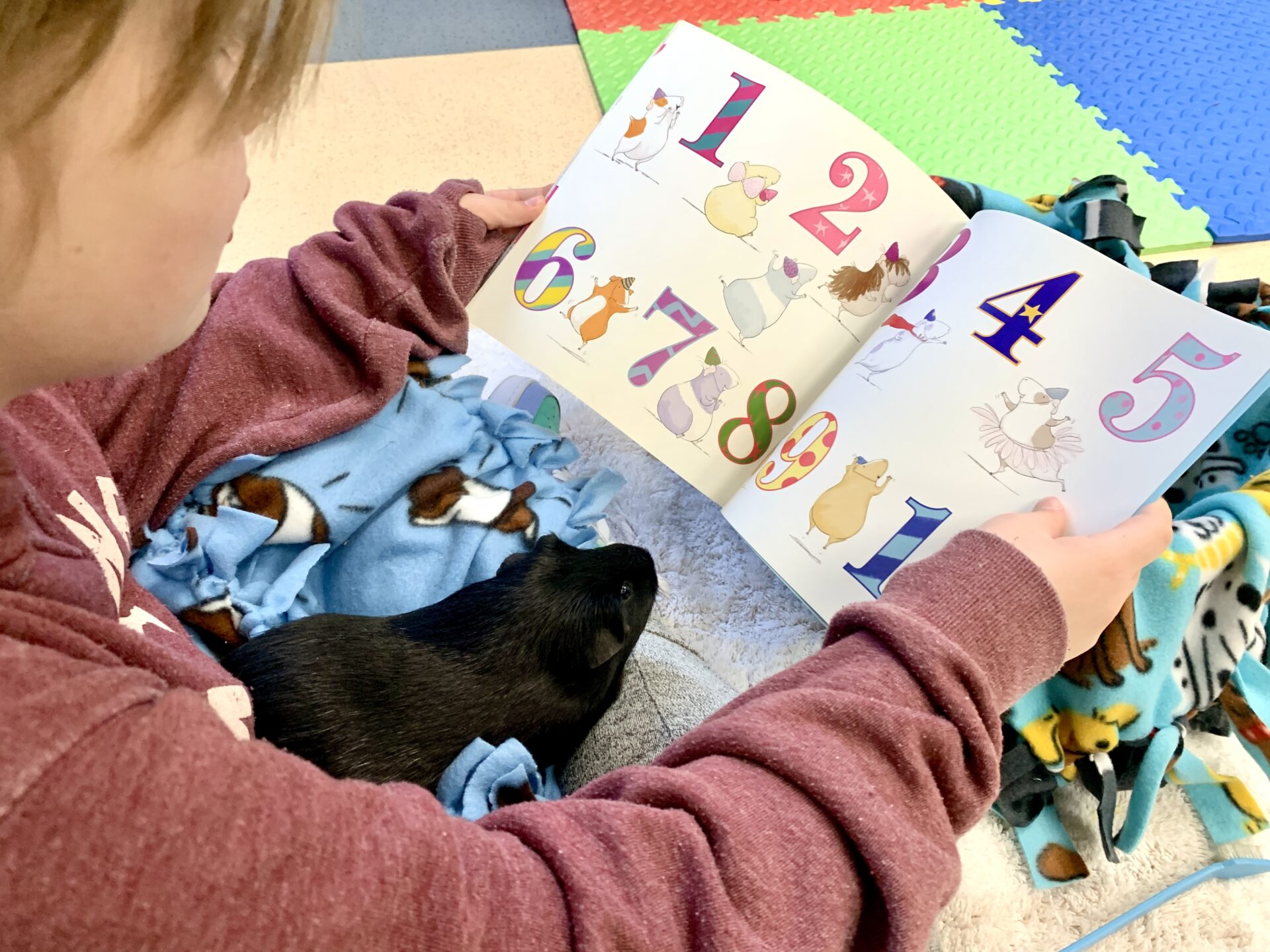 RWA Guinea Pig landscape - NHSPCA