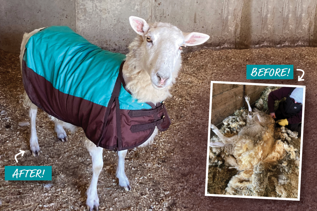 The Importance of Shearing Your Sheep - NHSPCA