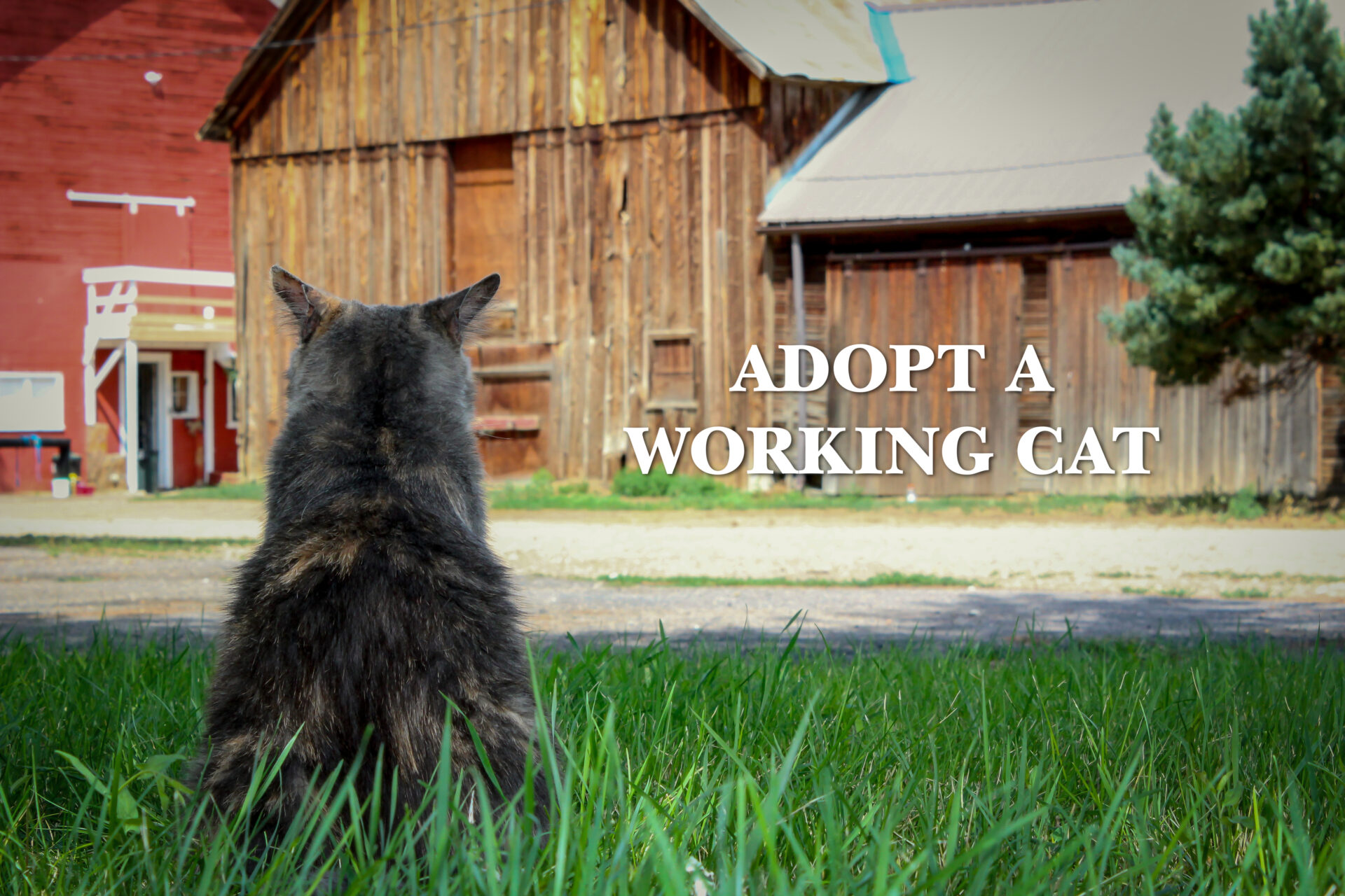 Adopt a Working Cat - NHSPCA