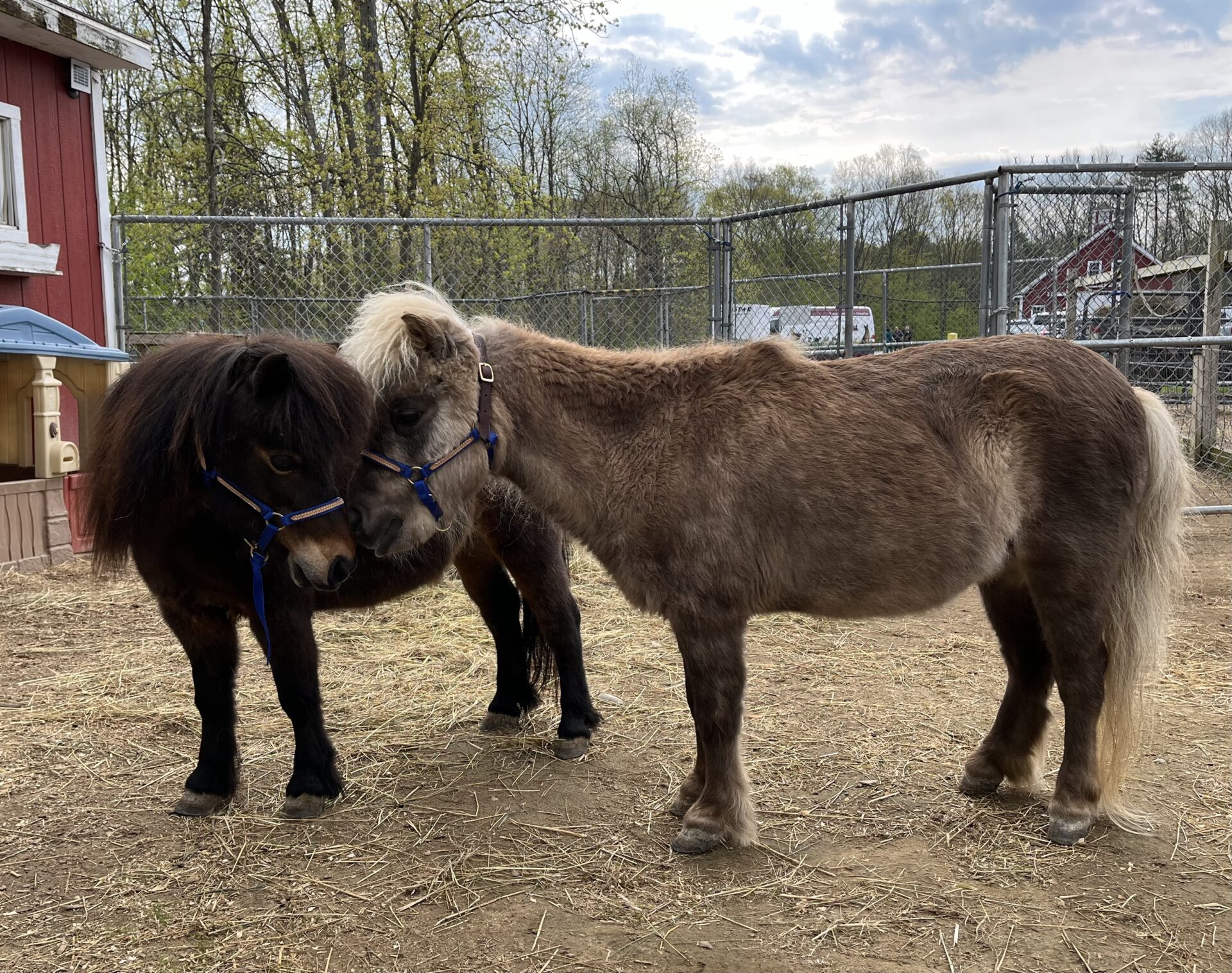 Adoptable Pets: Dakota and Granite - NHSPCA