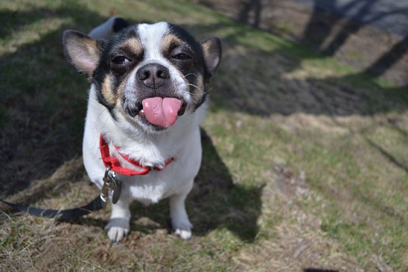 Dog Training Classes | New Hampshire SPCA