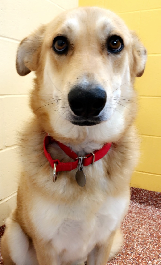 download - NHSPCA