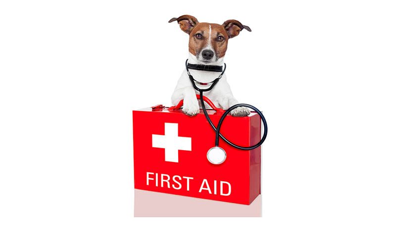 Behavior and Training Workshops - NHSPCA