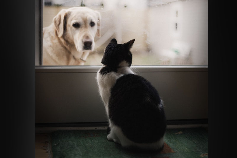 Introducing a New Cat - NHSPCA