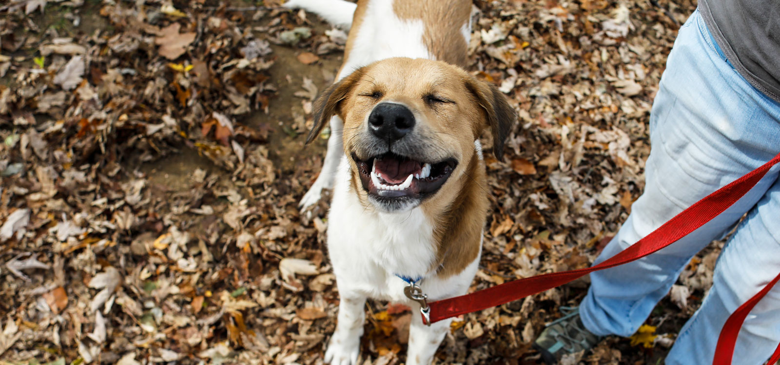 Additional Campaign Information - NHSPCA