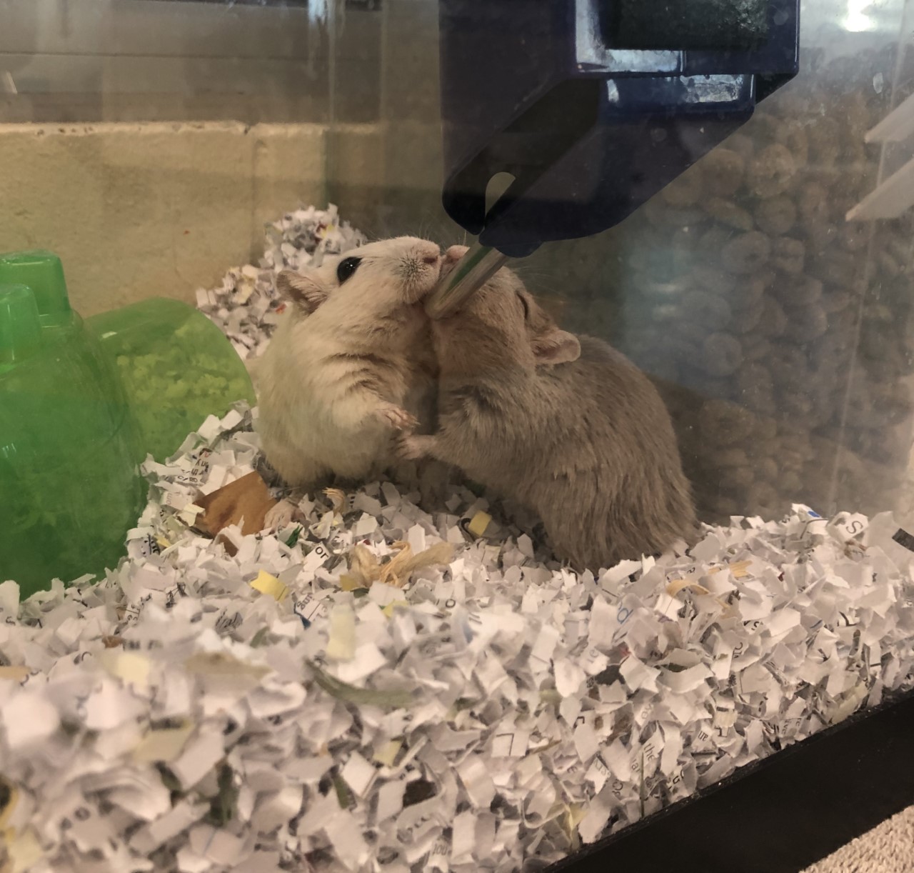 Virtual Adoption Option - NHSPCA