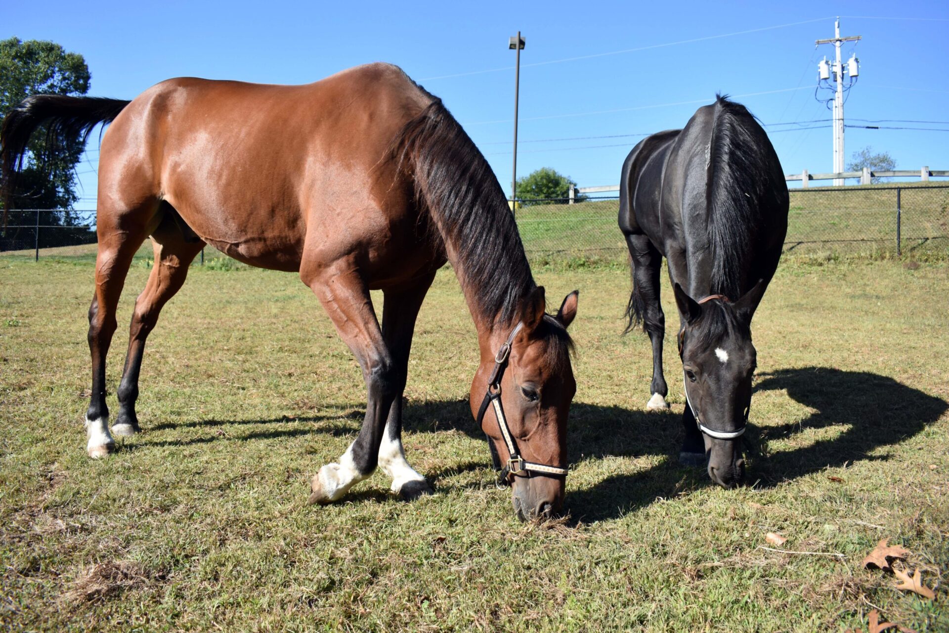 Emergency Programs For Horse Owners - NHSPCA